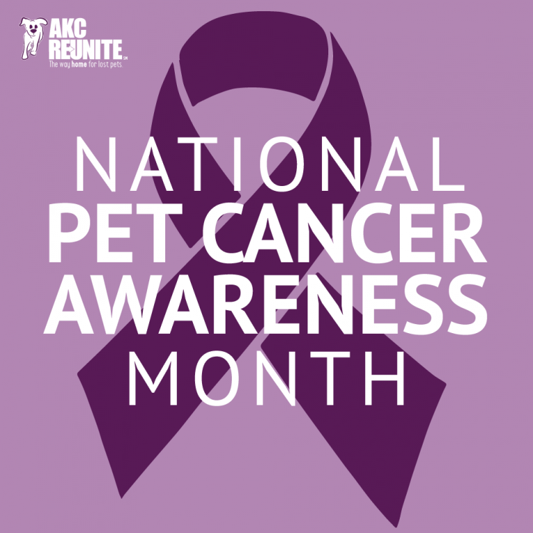 May is Pet Cancer Awareness Month | Kittel Family Veterinary Practice